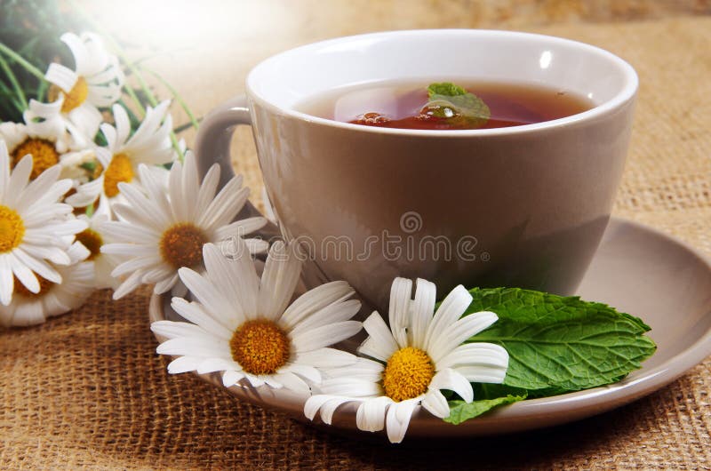 Daisy tea stock photo. Image of drink, flower, mint, relaxation - 49326026