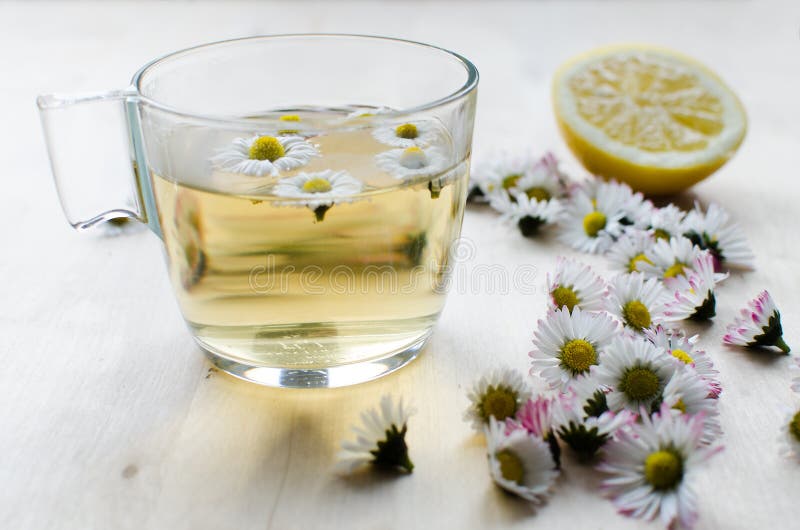 Daisy tea stock photo. Image of bellis, daisy, blossom - 75174500