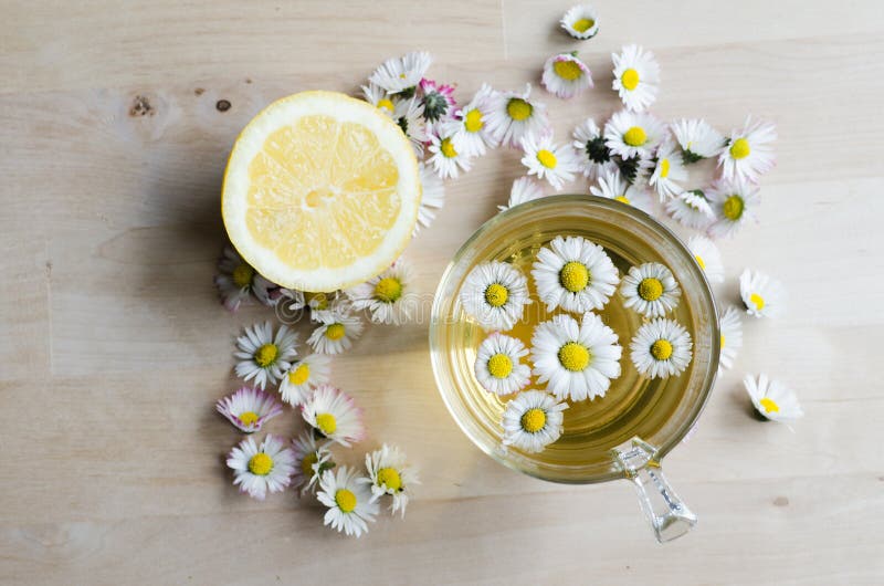 Daisy tea stock photo. Image of herbs, cough, healing - 75174432