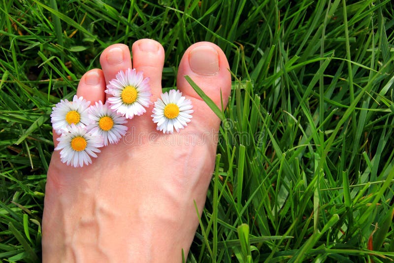 Daisy flowers between toes stock photo. Image of person - 8166760