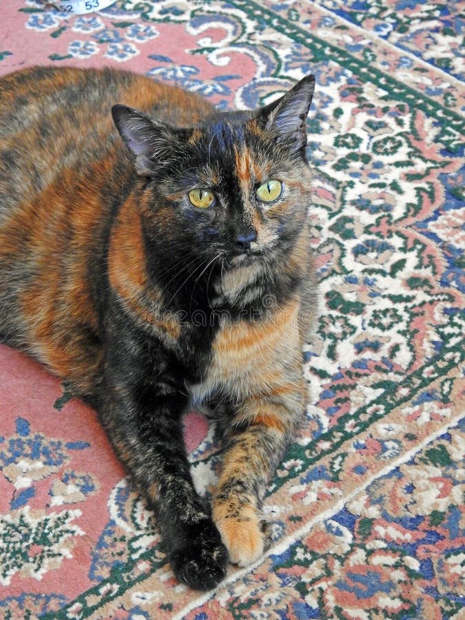 Pretty Tortoiseshell Tabby Cat Stock Image - Image of unique, kitten ...