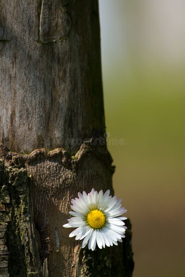 A daisy on tree stock photo. Image of garden, petals - 39438936