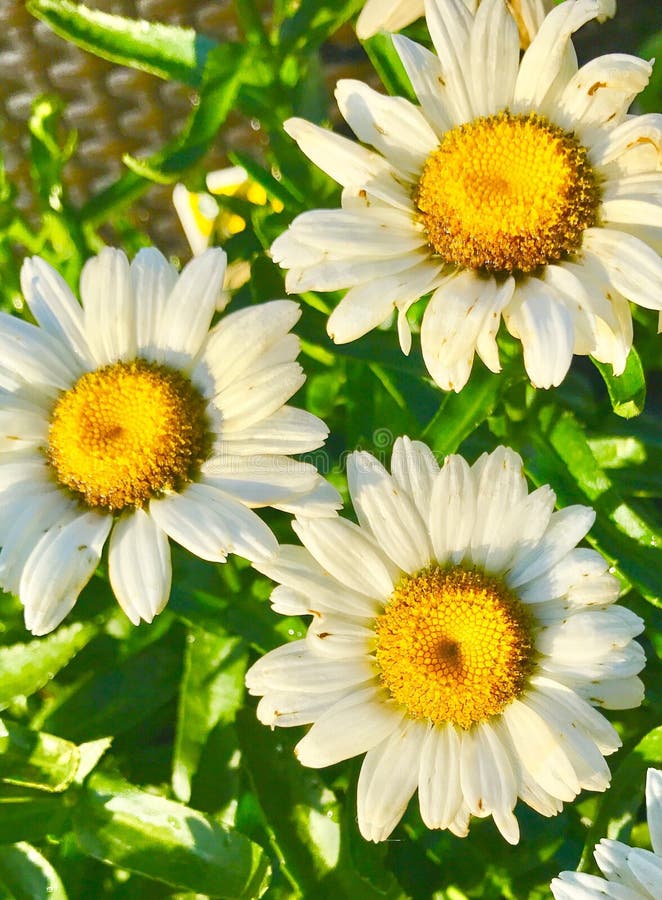 Daisy trio stock image. Image of three, flower, white - 92755385