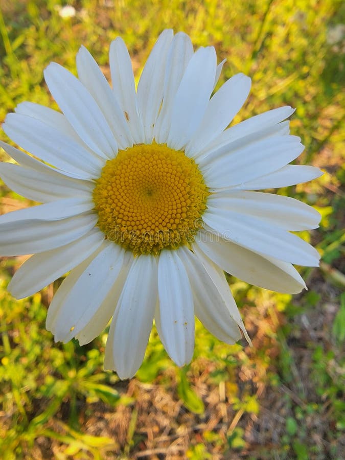Daisy upclose in the sun stock image. Image of sunlight - 251041321