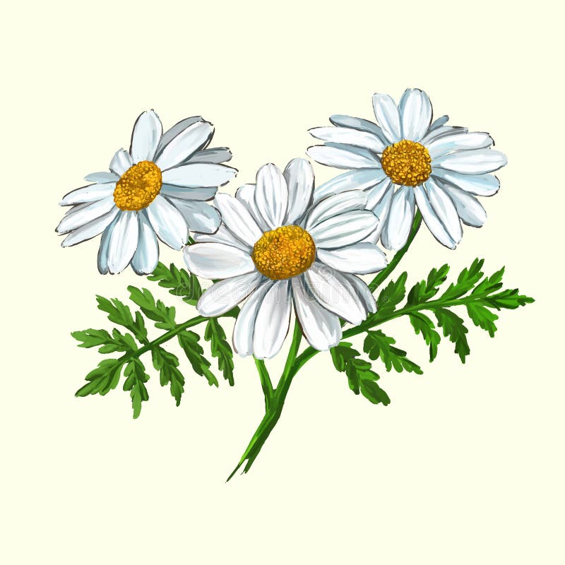 Daisy Vector Illustration Hand Drawn Painted Stock Vector ...