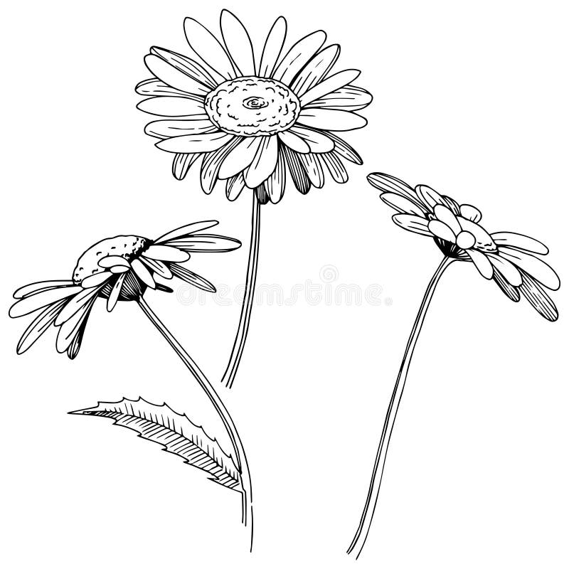 Daisy In A Vector Style Isolated. Stock Vector - Illustration of ...