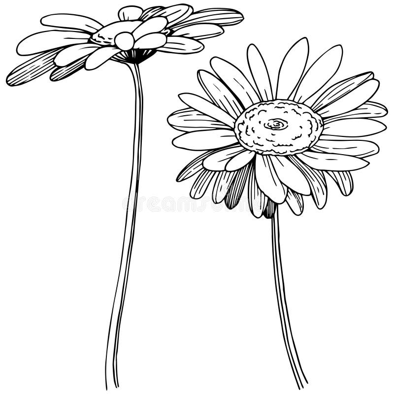 Daisy in a Vector Style Isolated. Stock Vector - Illustration of daisy ...