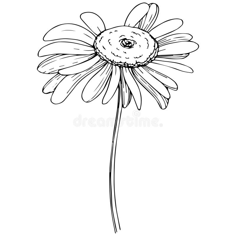Daisy in a Vector Style Isolated. Stock Vector - Illustration of 3644 ...