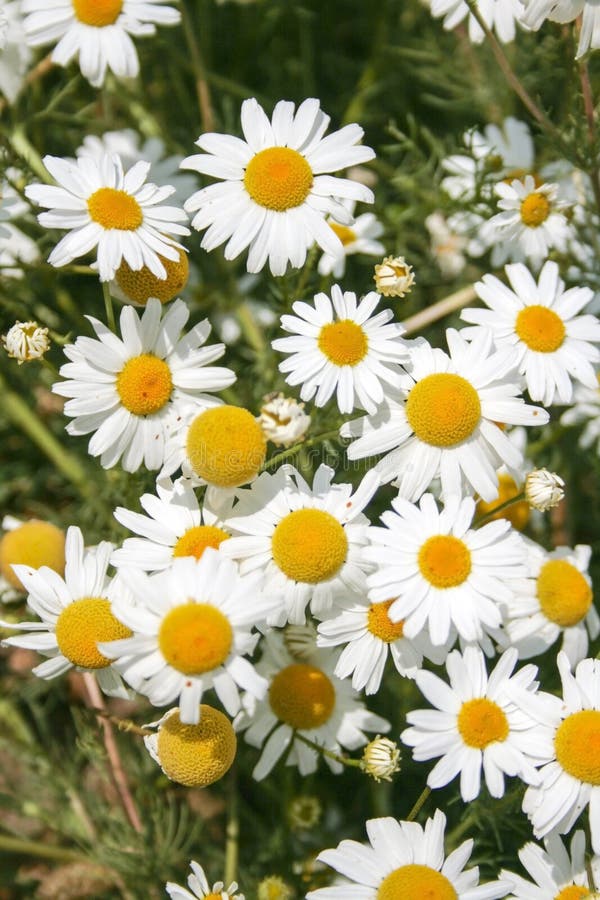 Daisy wheel stock photo. Image of floral, wheel, background - 11857104