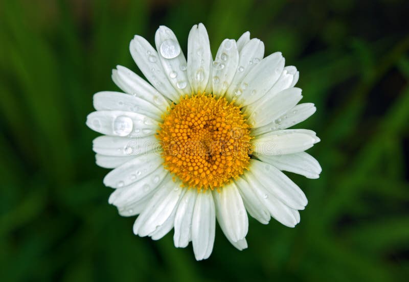 Daisy Wheel with Water Drops Stock Image - Image of rural, flower: 84587259