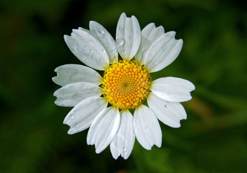 Daisy Wheel with Water Drops on it Stock Photo - Image of detail, daisy ...