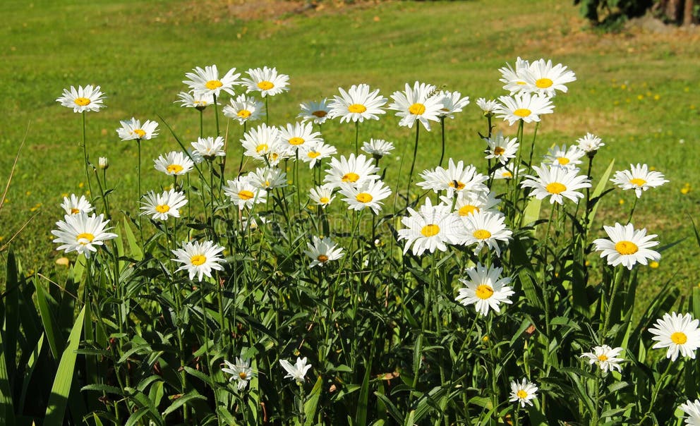 Daisy wheels stock image. Image of flower, spring, plant - 96308765
