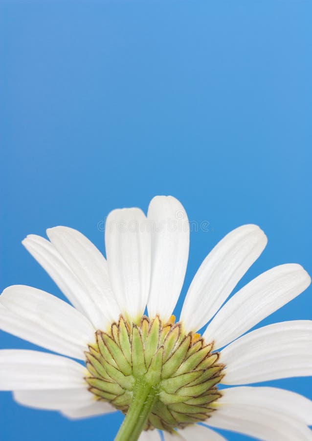 Daisy stock photo. Image of clouds, sleep, field, foot - 33171474