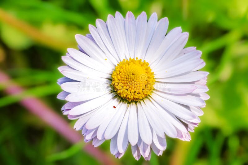 Daisy. White Flower Close-up View from Above Stock Photo - Image of ...