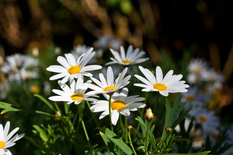 Daisy white in the nature stock photo. Image of herb - 28928466