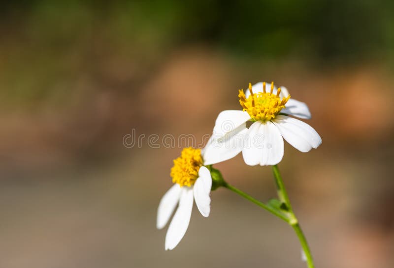 809 Roadside Daisy Stock Photos - Free & Royalty-Free Stock Photos from ...