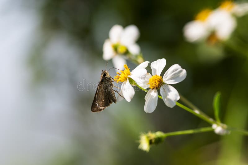 575 Roadside Daisy Photos - Free & Royalty-Free Stock Photos from ...