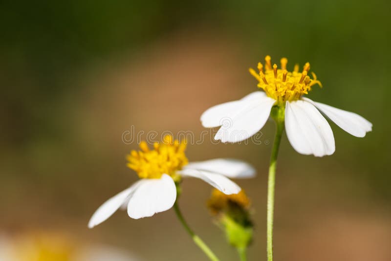 575 Roadside Daisy Photos - Free & Royalty-Free Stock Photos from ...