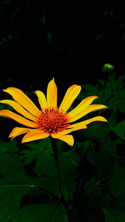 Daisy Wildflower from the Amazon Fields Stock Photo - Image of ...
