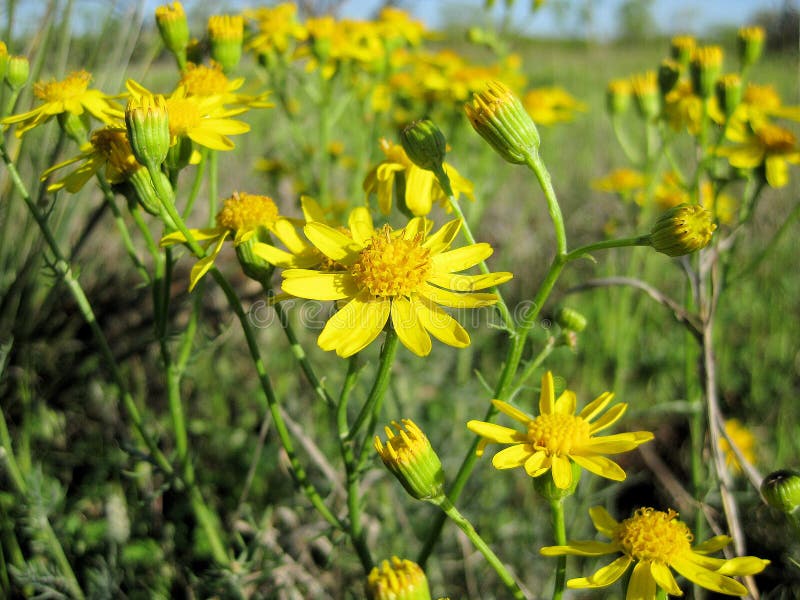Daisy Wildflowers De Engelmann, Margarita De Engelmann, Margarita De ...