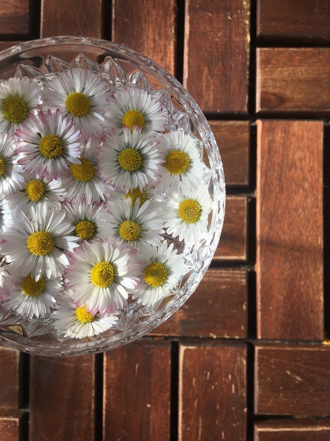 Daisy in wine stock photo. Image of beautiful, drink - 215219364