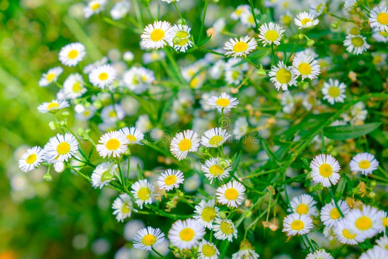 Daisy Wit Bloem Geel Stuifmeel Stock Foto - Image of gebied, groen ...