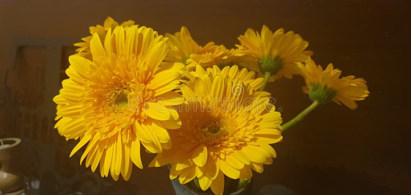 Daisy yellow flowers india stock photo. Image of daisy - 225019936