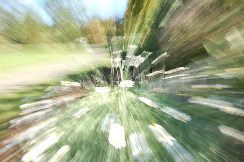 Daisy Picture. Image: 2610020