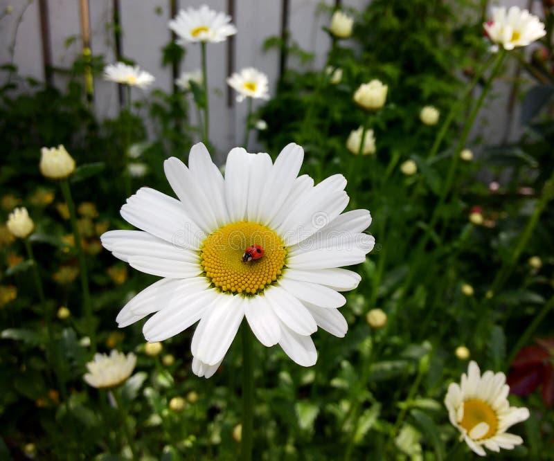 Daisybug stock photo. Image of summer, daisy, insect - 55905174