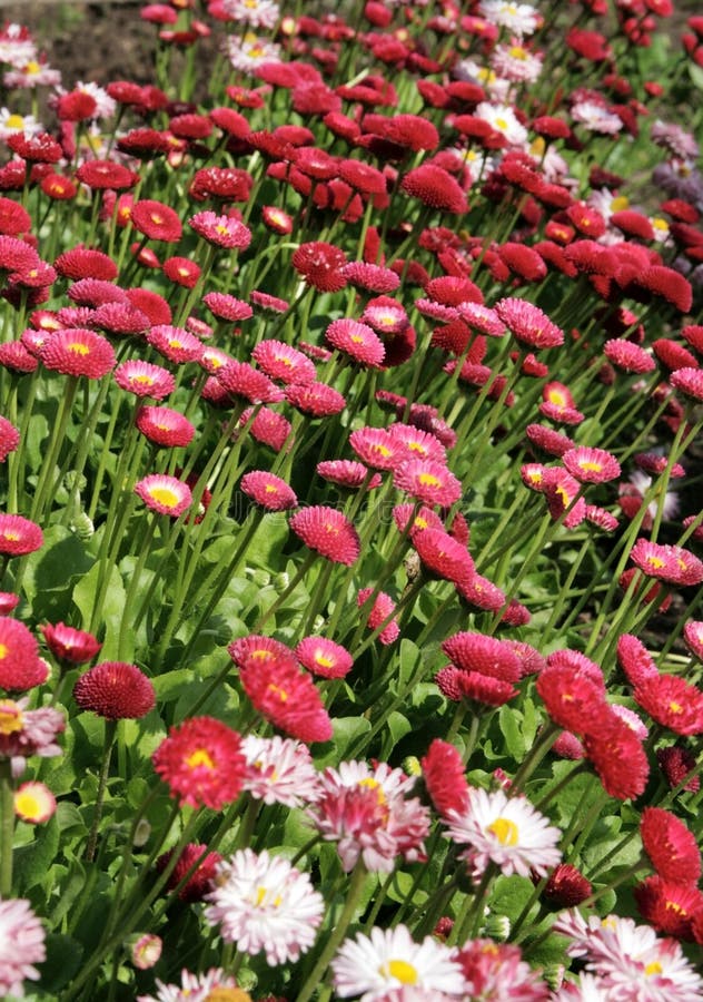 Pink Daisy Flower Bush Garden Stock Photo - Image of blossoming ...