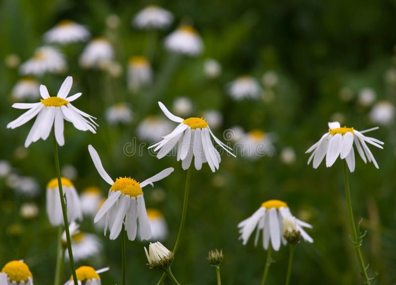 Daisys stock image. Image of garden, spring, natural, daisy - 7339763