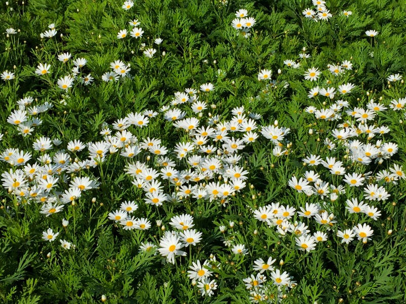 Daisys stock image. Image of beautiful, yellow, green - 93016417