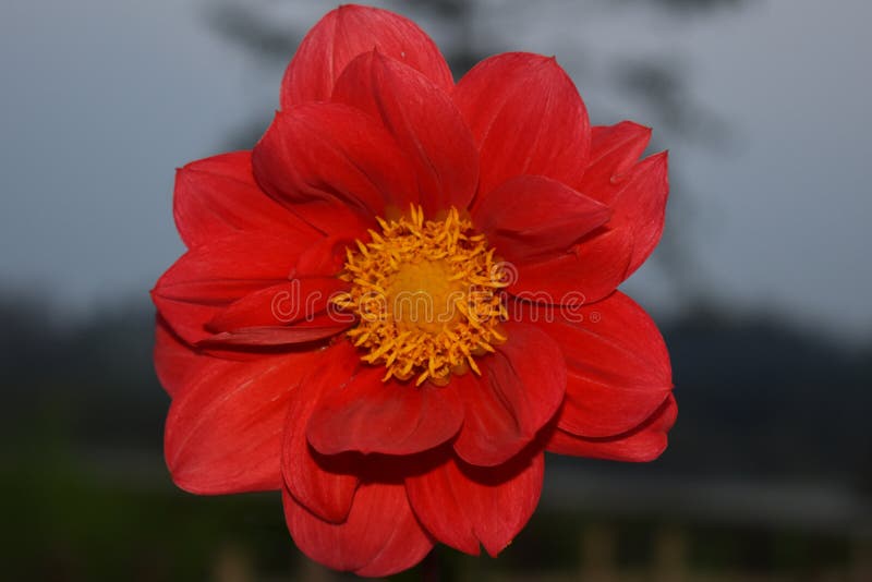 Dakhiya Flower at Evening Low Light Stock Image - Image of evening ...