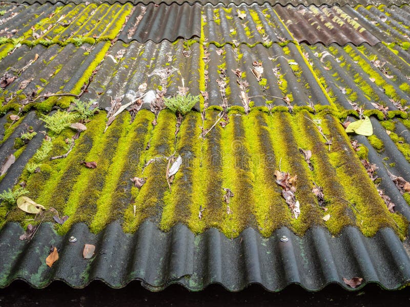 Daktegel Met Groen Mos Wordt Behandeld Dat Stock Afbeelding - Image of ...