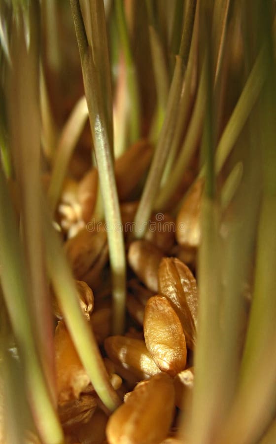 Dal granulo immagine stock. Immagine di abbondante, dorato - 3909957