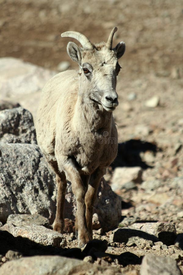 Dal Sheep stock photo. Image of hoof, mammal, white, rocky - 15039206