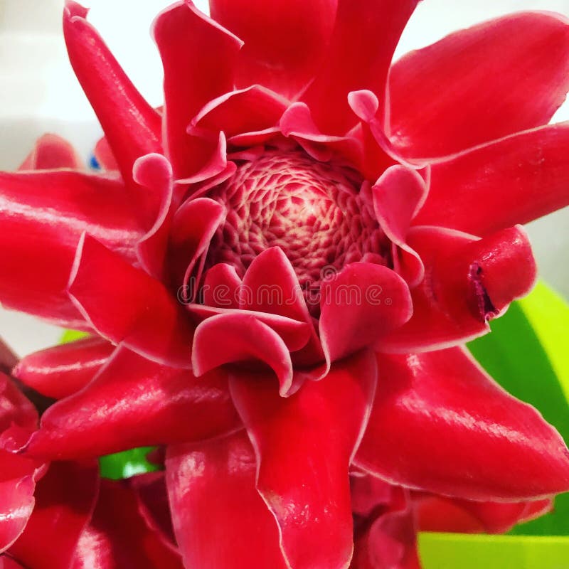 Dalah stock photo. Image of flower, legendary, love - 137157236