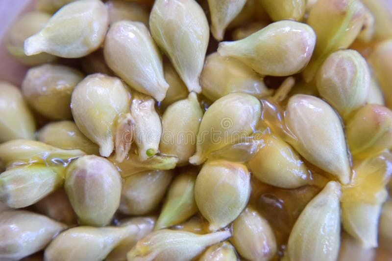 Dalandan seeds stock photo. Image of close, details - 137067838