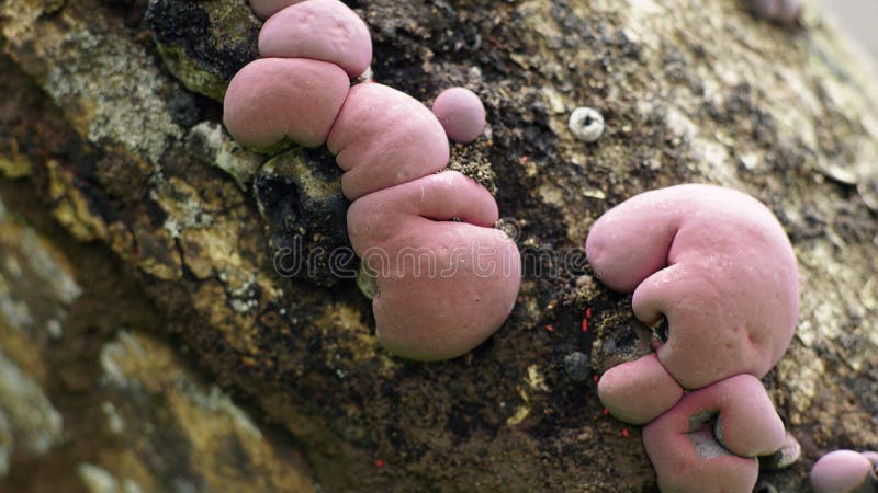 Daldinia concentrica stock image. Image of weathered - 264699359