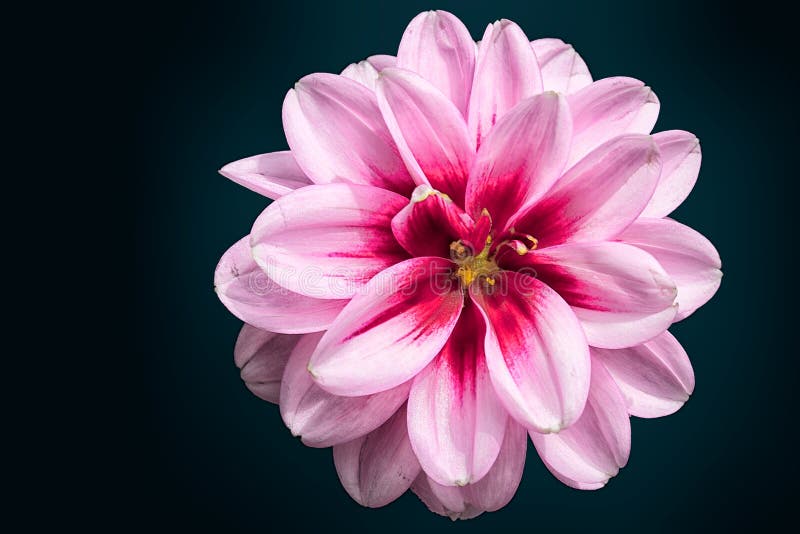 Dalhia flower stock image. Image of french, garden, dalhia - 65431847