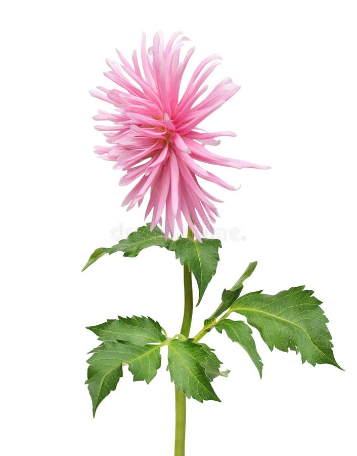 Dalia obraz stock. Obraz złożonej z bukiet, kwiecisty - 131137301