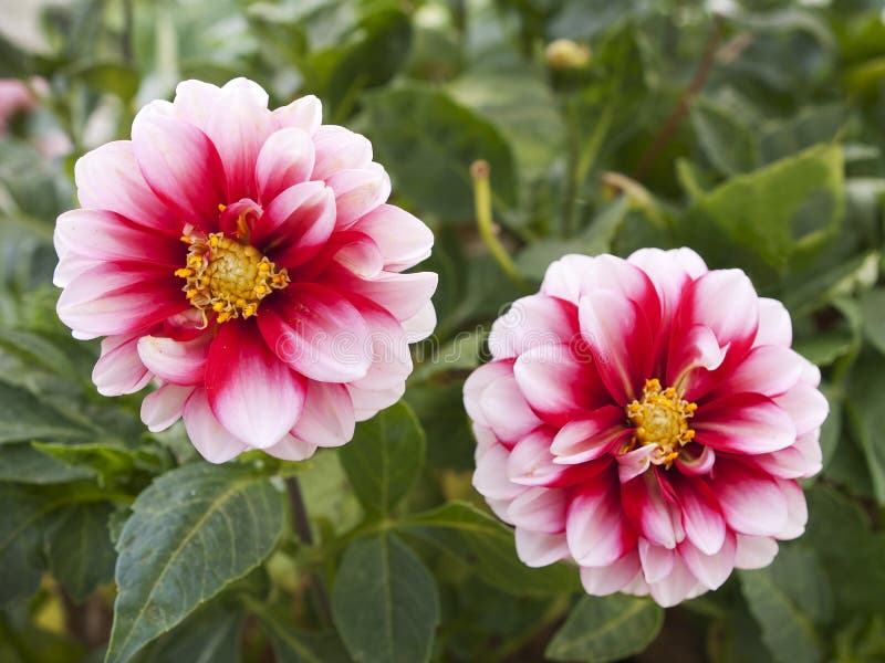 Un Kiku Y Una Demostración De Flor Japonesa Del Crisantemo Foto de ...