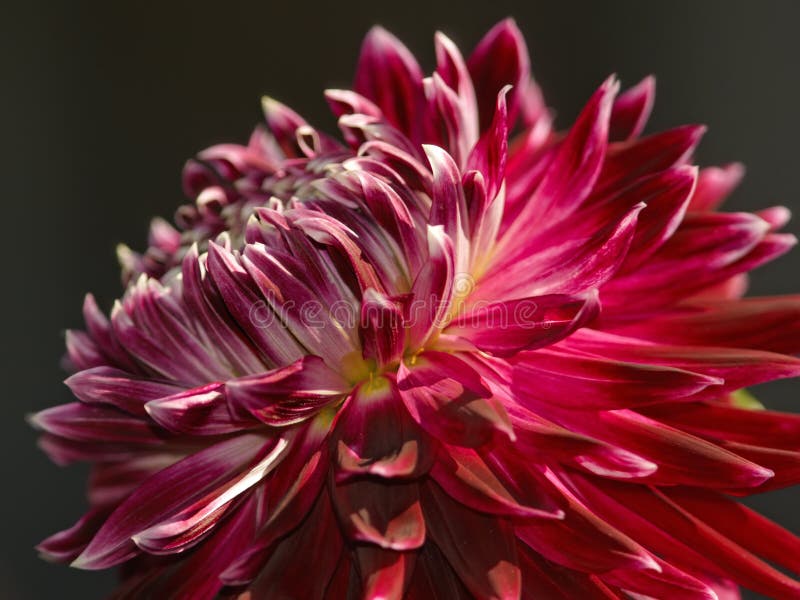 Dalia roja de la variedad foto de archivo. Imagen de brote - 34946514