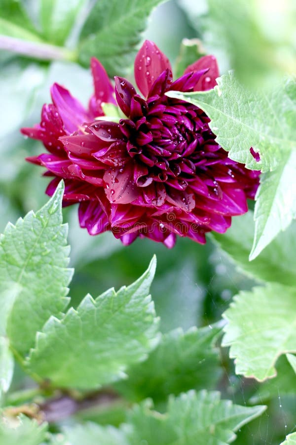 La Silueta De Una Dalia Roja Enclavada Contra El Cielo Y Las Nubes ...