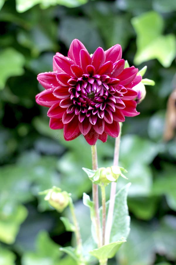 La Silueta De Una Dalia Roja Enclavada Contra El Cielo Y Las Nubes ...