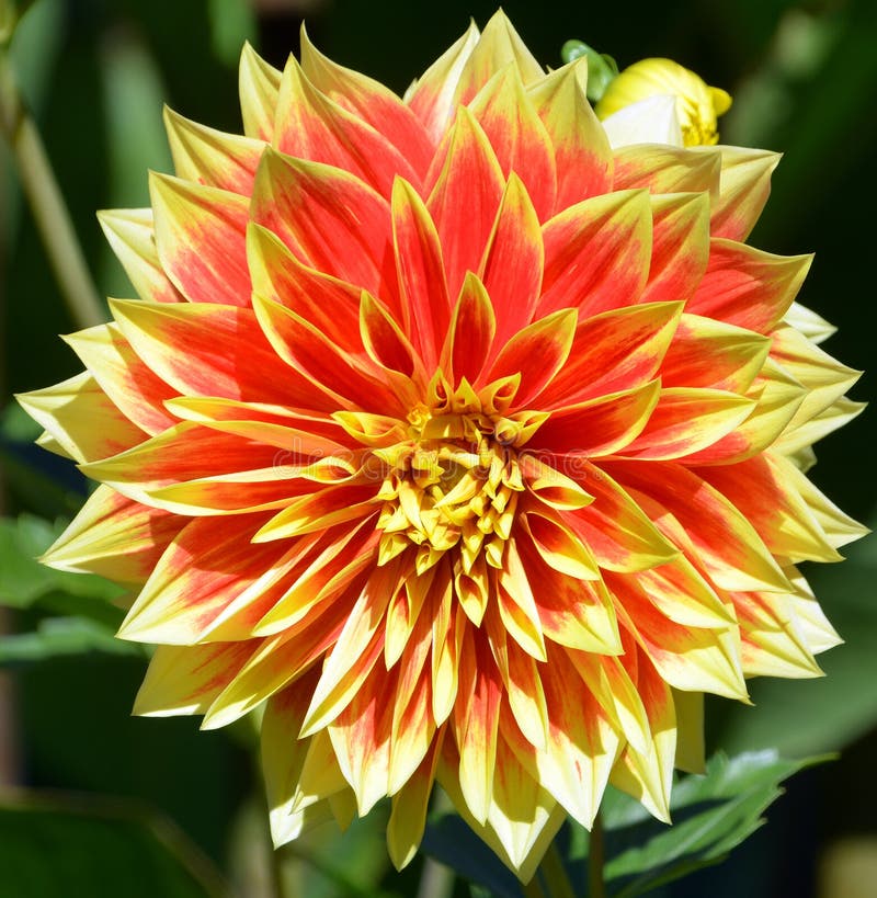 Dalia foto de archivo. Imagen de flor, gardening, botánico - 57798318