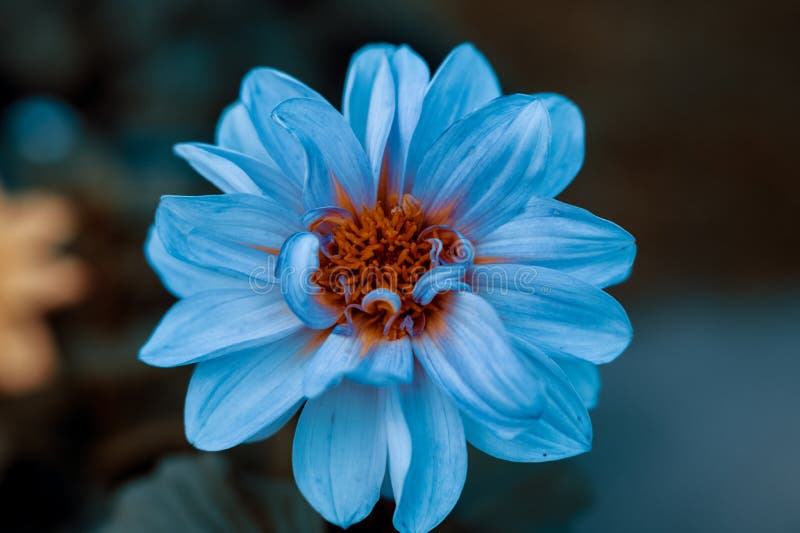 Dalia azul en el centro imagen de archivo. Imagen de brillante - 186903291