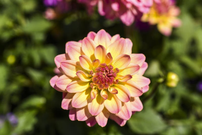Dalia Blooming in the Garden on a Sunny Summer Day. Stock Image - Image ...