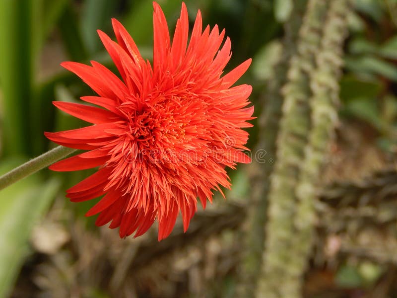 Queen. Beautiful Model with Long White Hair Stock Image - Image of ...