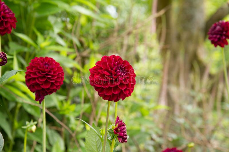 Dalia stock image. Image of dark, garden, dalia, flower - 61276073